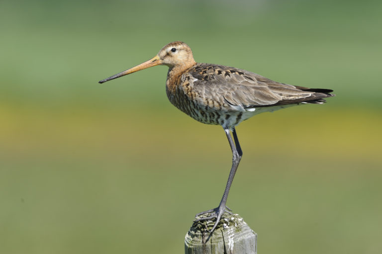 Weidevogelbescherming - Landschapsbeheer Drenthe