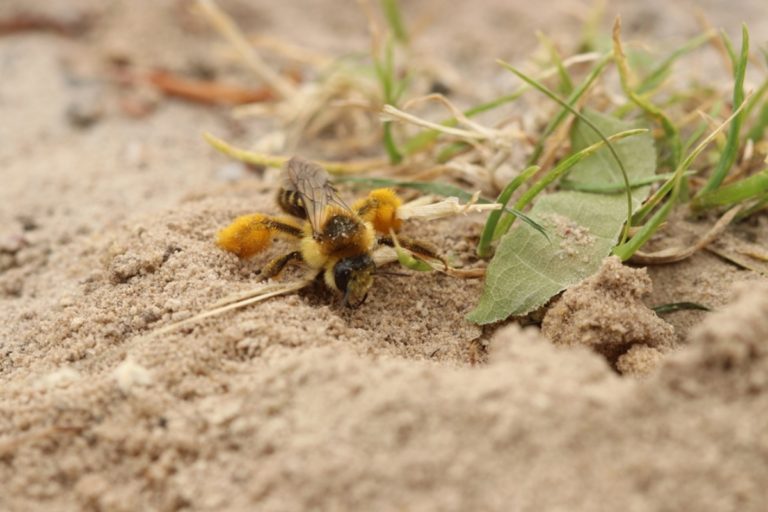 Lezing: Bescherm de wilde bij - Landschapsbeheer Drenthe