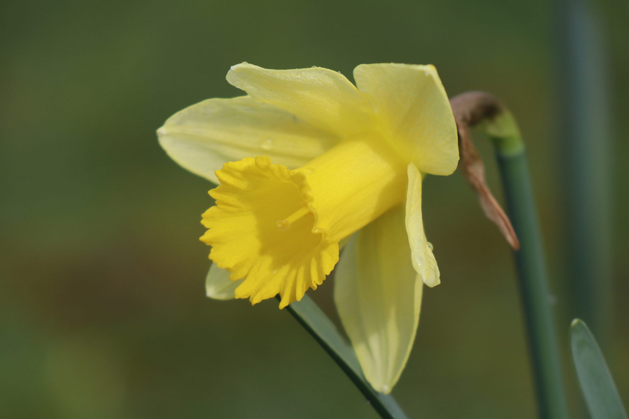 Wilde narcis succesvol geïntroduceerd in waterwingebied Ruinerwold ...