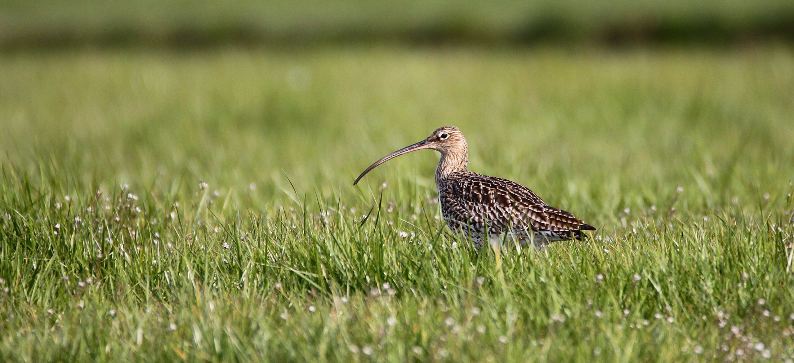 Jaarverslag Boerenlandvogels 2021 - Landschapsbeheer Drenthe
