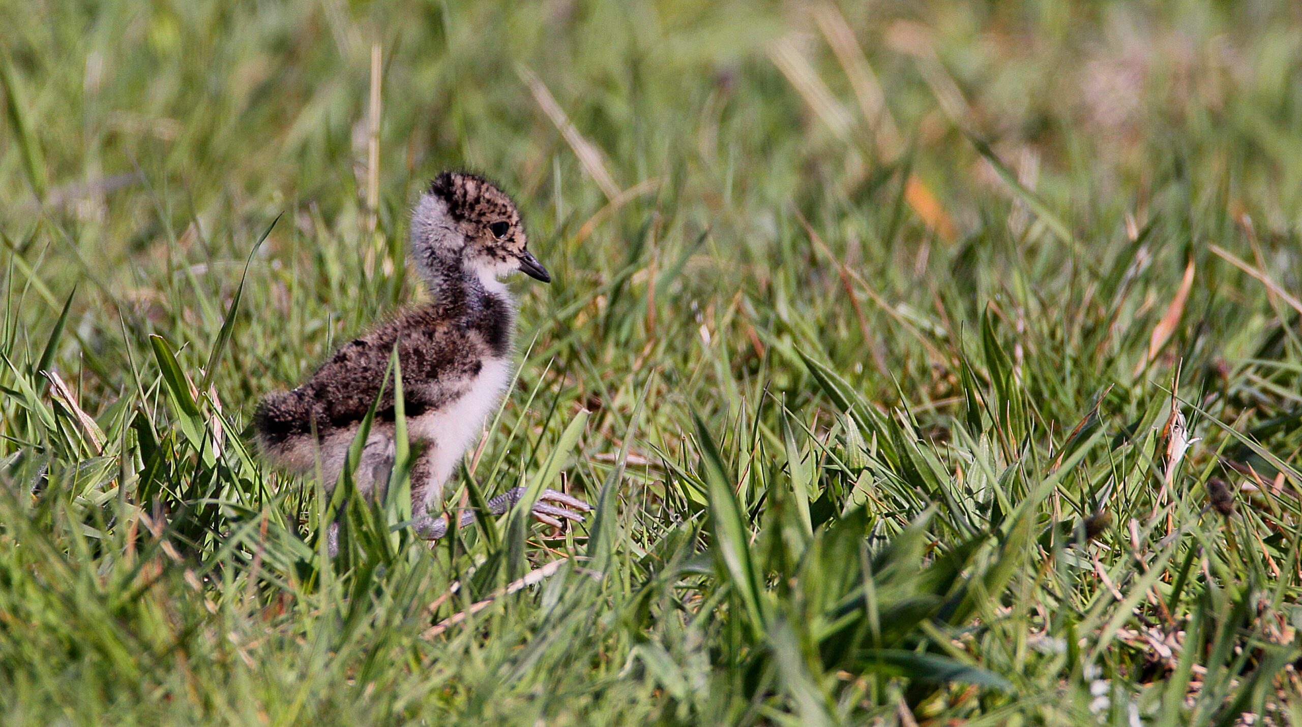 Jaaravond Boerenlandvogels - Landschapsbeheer Drenthe