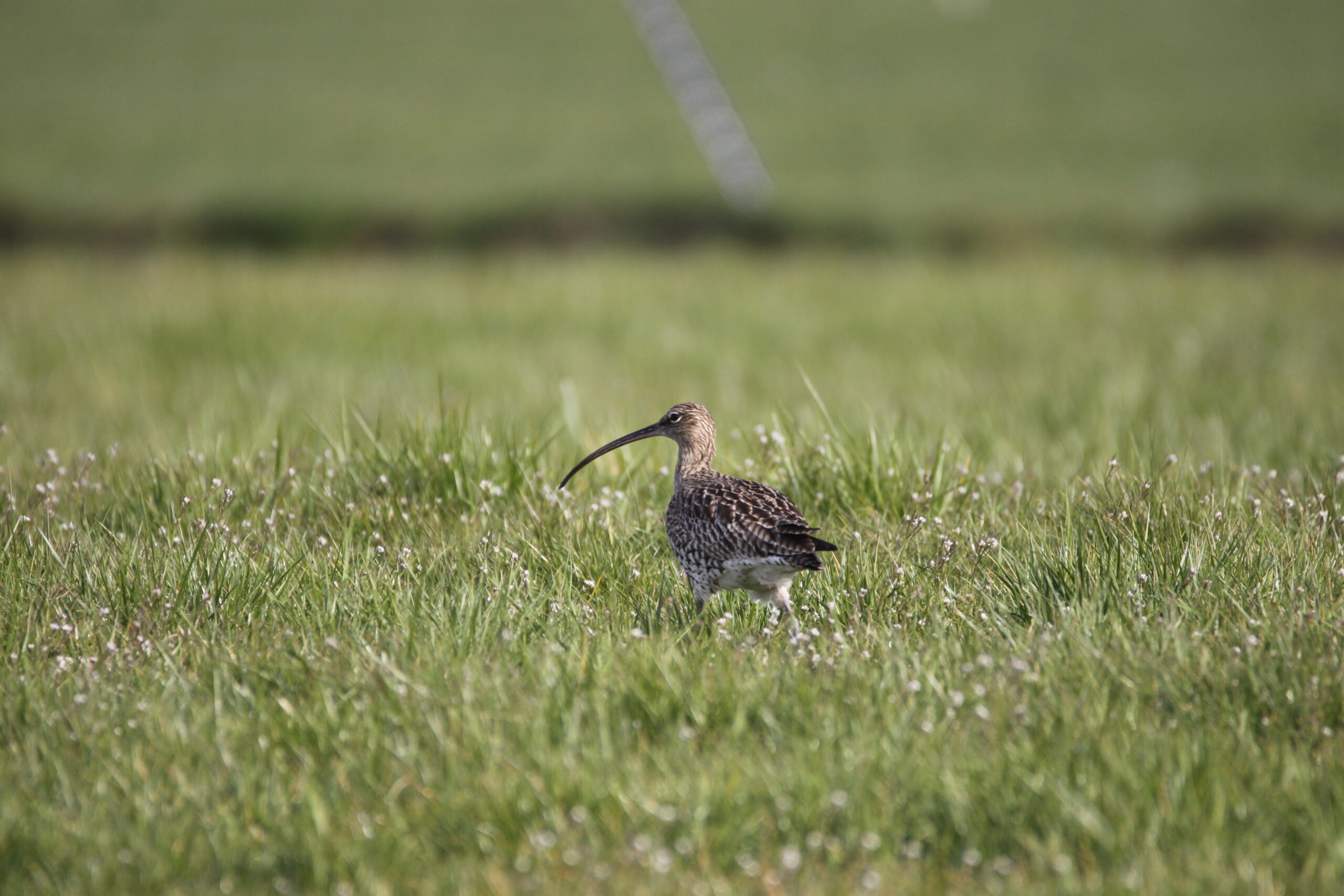 Kansrijke weidevogelgebieden - Landschapsbeheer Drenthe