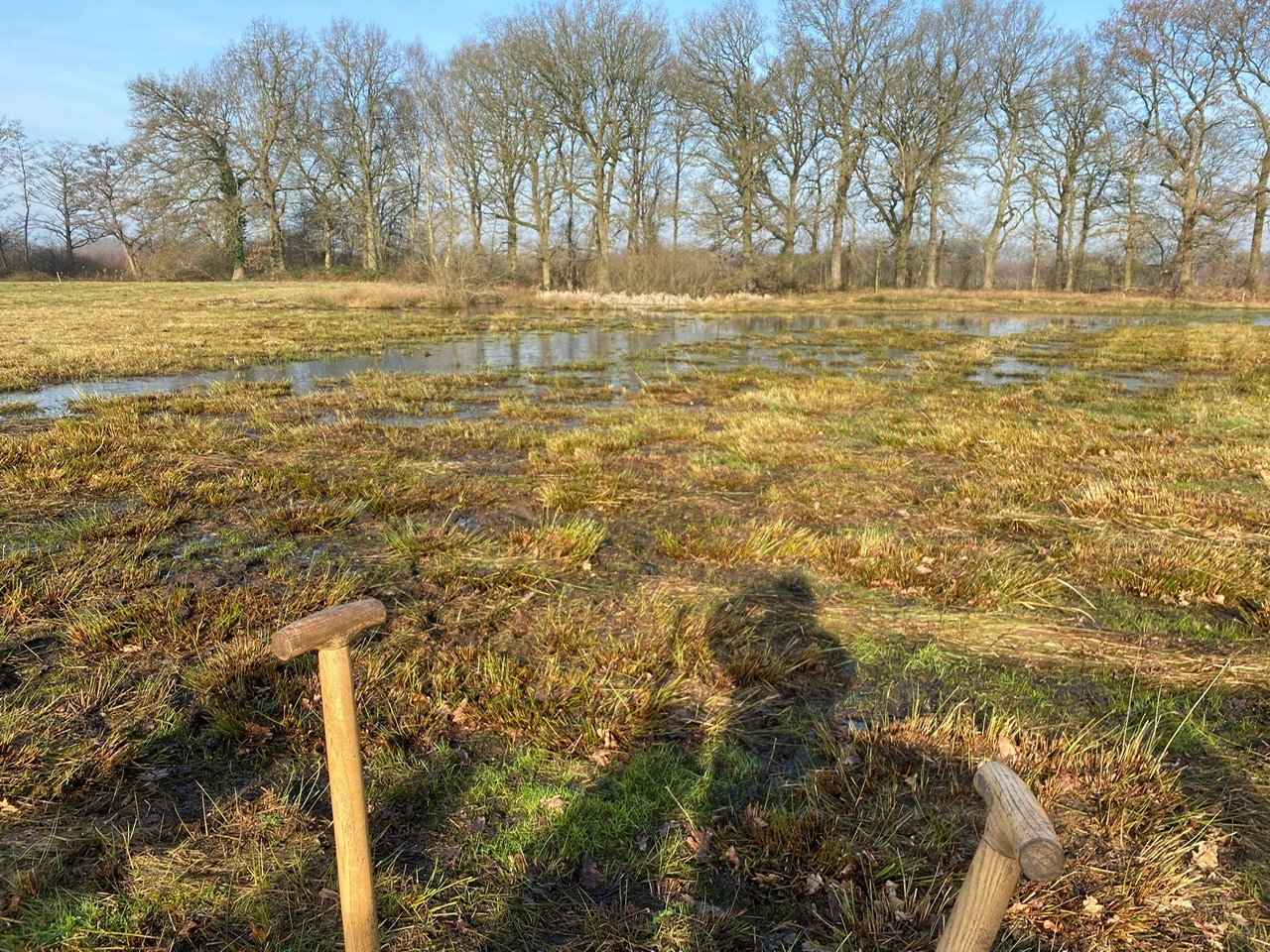 Nationale Boomfeestdag - Landschapsbeheer Drenthe