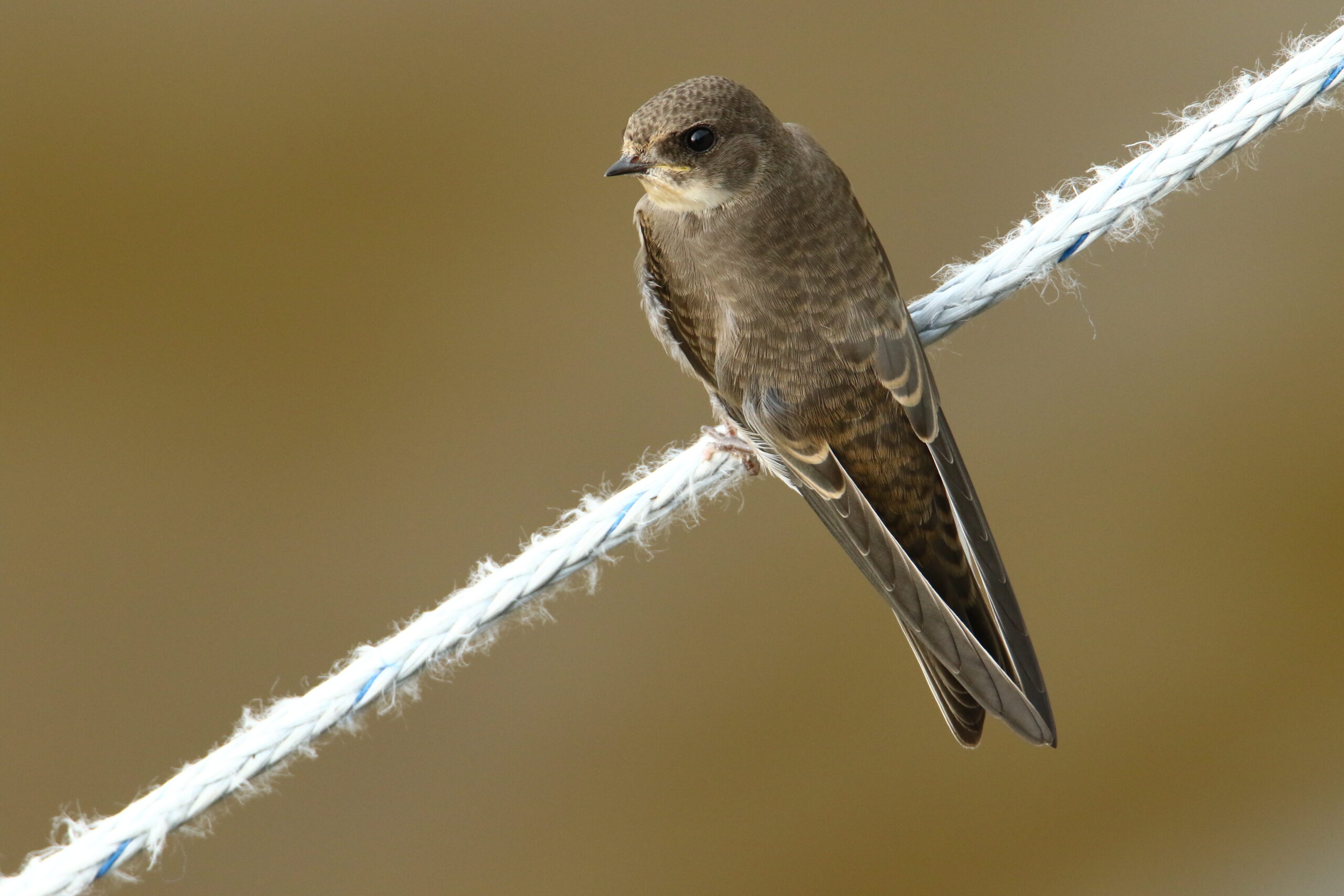 Oeverzwaluwen in het zonnetje - Landschapsbeheer Drenthe