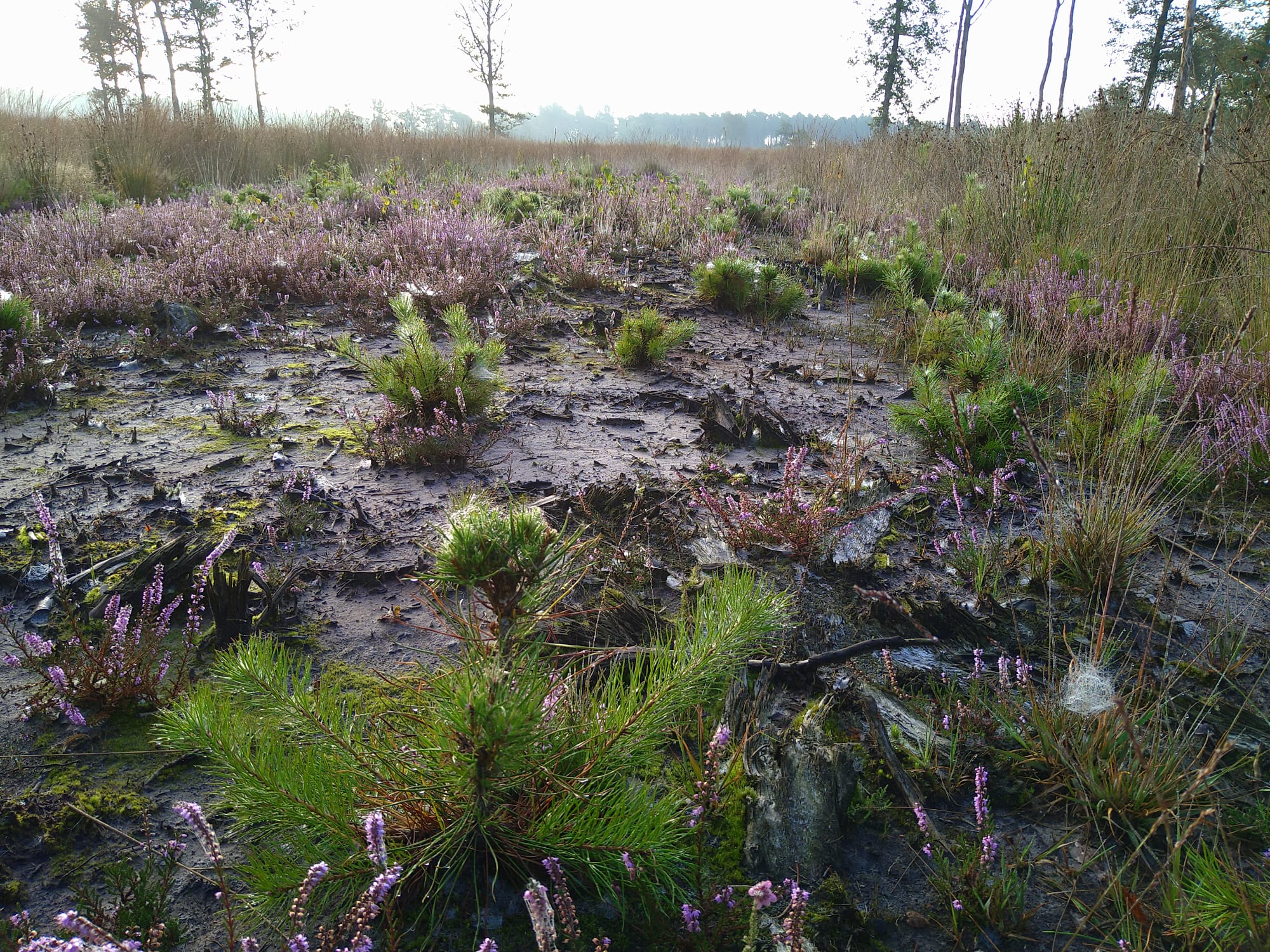 Zuiderbos Boijl - Landschapsbeheer Drenthe